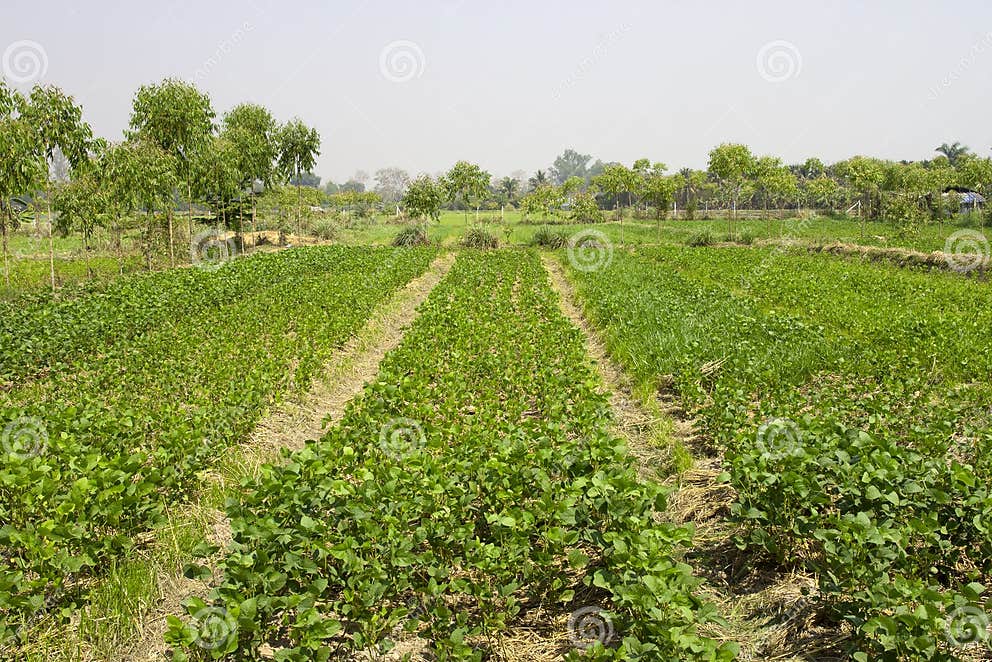 Rows of peanut plants stock photo. Image of crop, grow - 42712094