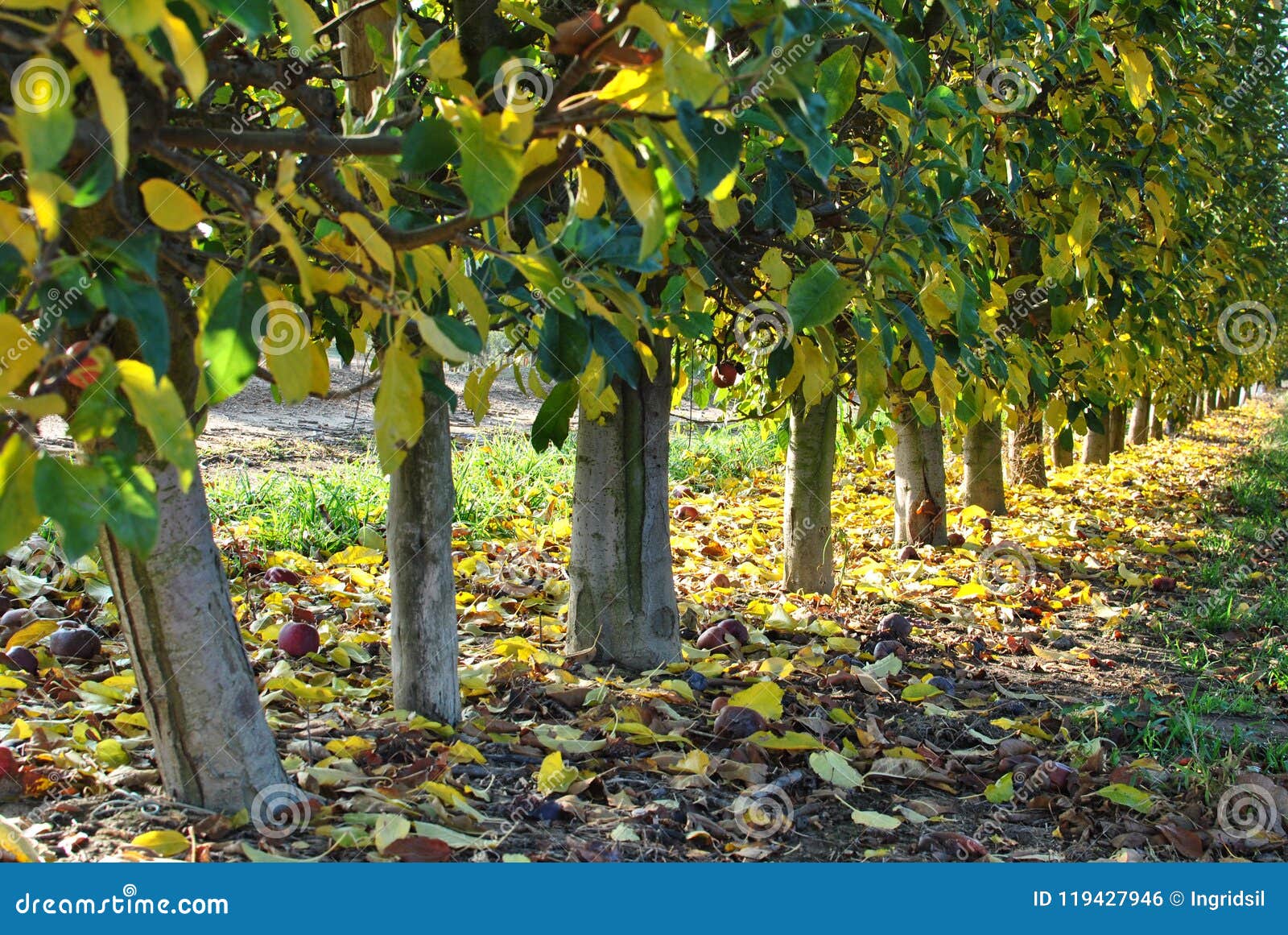 Rows of Pear Trees at Sunrise. Autumn. Fallen Yellow Leaves. Stock ...
