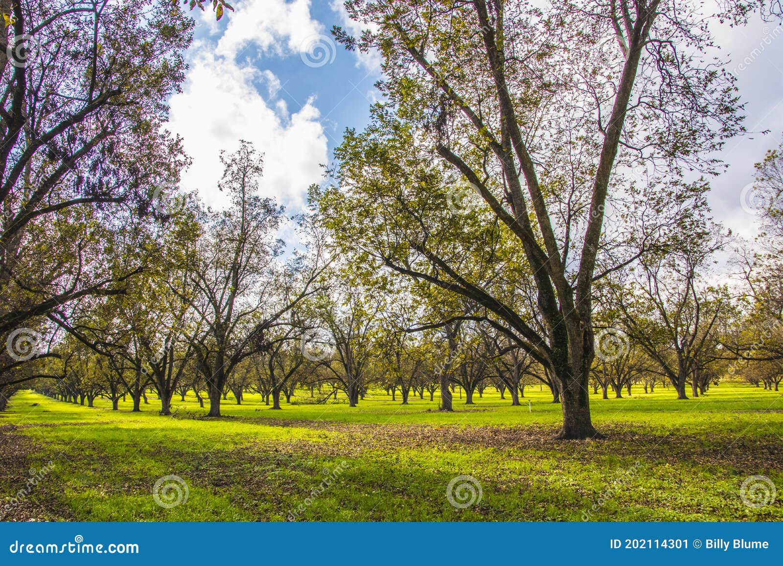 Rows of Pecan Trees on a Pecan Farm in the South Stock Image - Image of ...