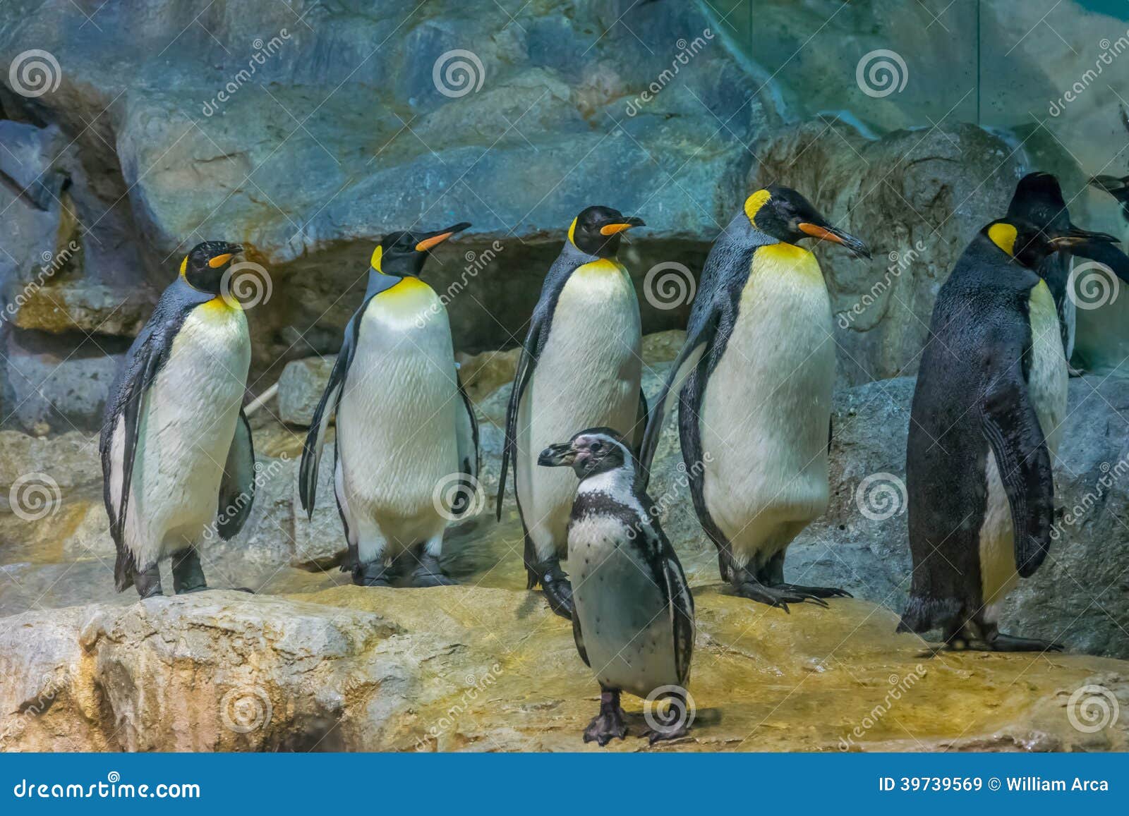 Rows of Penguin stock image. Image of nature, beak, species - 39739569