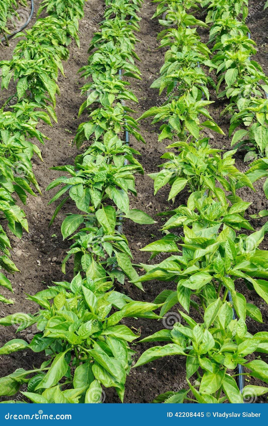 Rows of pepper in a garden stock image. Image of growth - 42208445