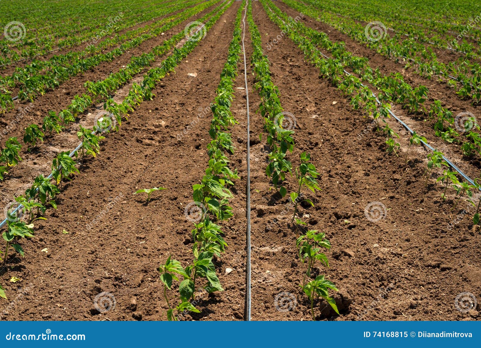 Rows of Pepper Plants on the Field Stock Image - Image of pepper ...