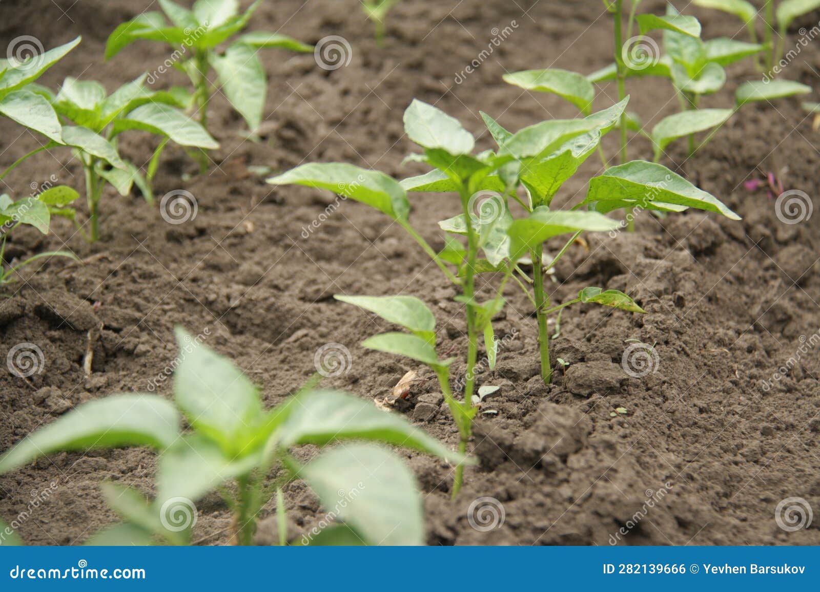 Rows of Peppers in the Garden Stock Photo - Image of farm, food: 282139666