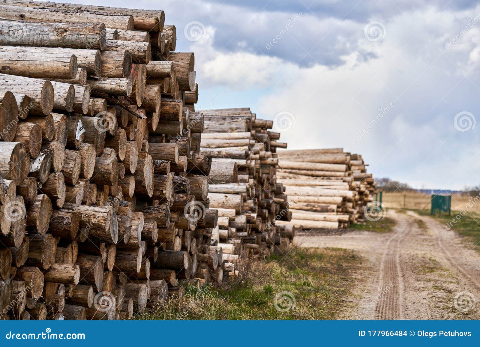 Rows of Piled of Logs , Waiting To Be Processed, at a Local Rural ...