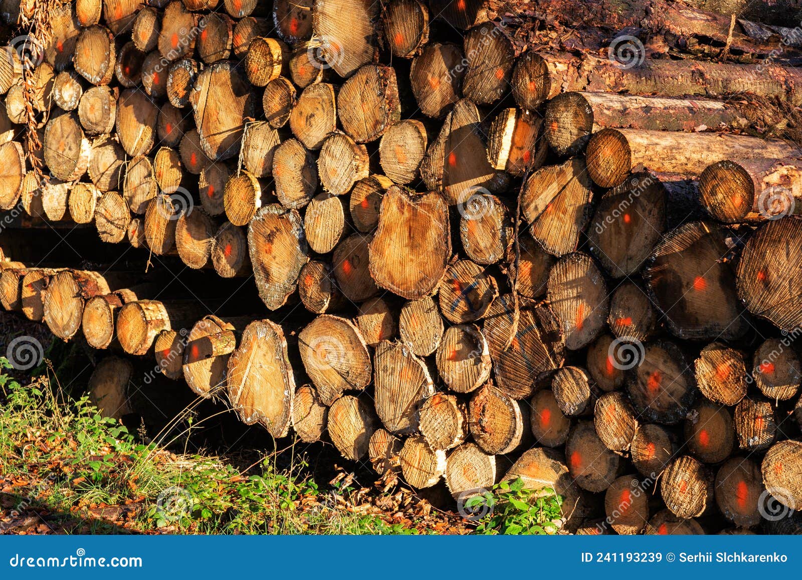 Rows of Piled of Logs , Waiting To Be Processed, at a Local Rural ...