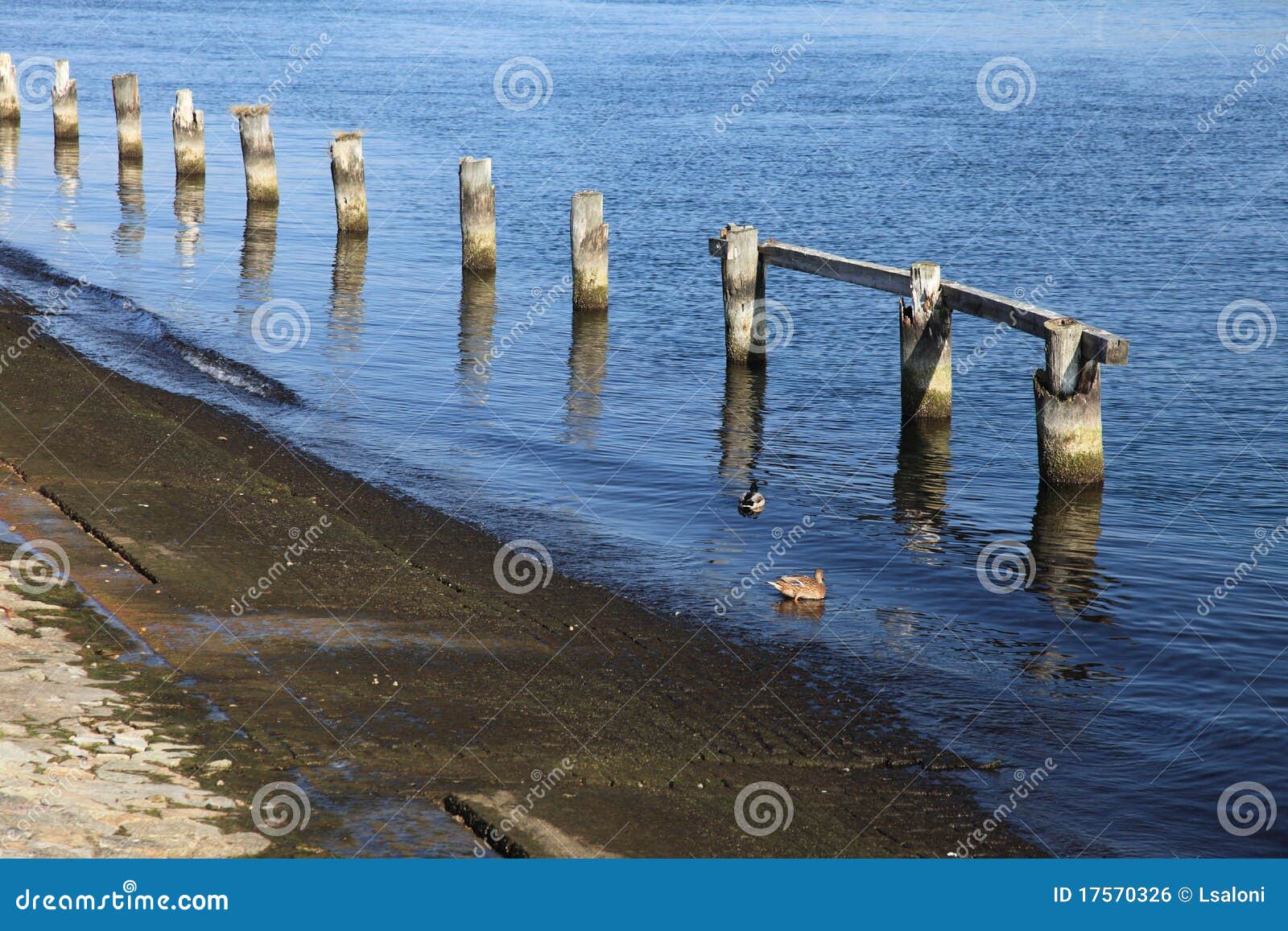 Rows of Piles on the Sea Beach Stock Photo - Image of break, seawall ...