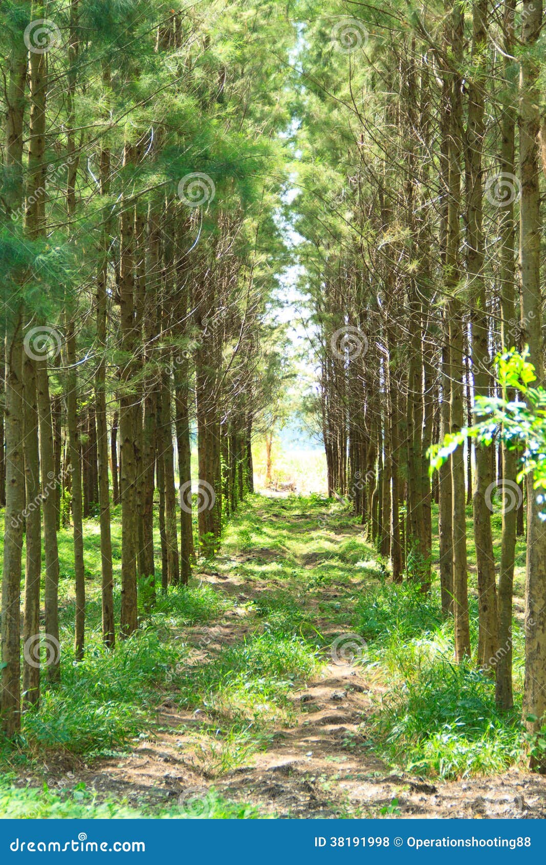 Rows of pine trees stock photo. Image of plant, environment - 38191998
