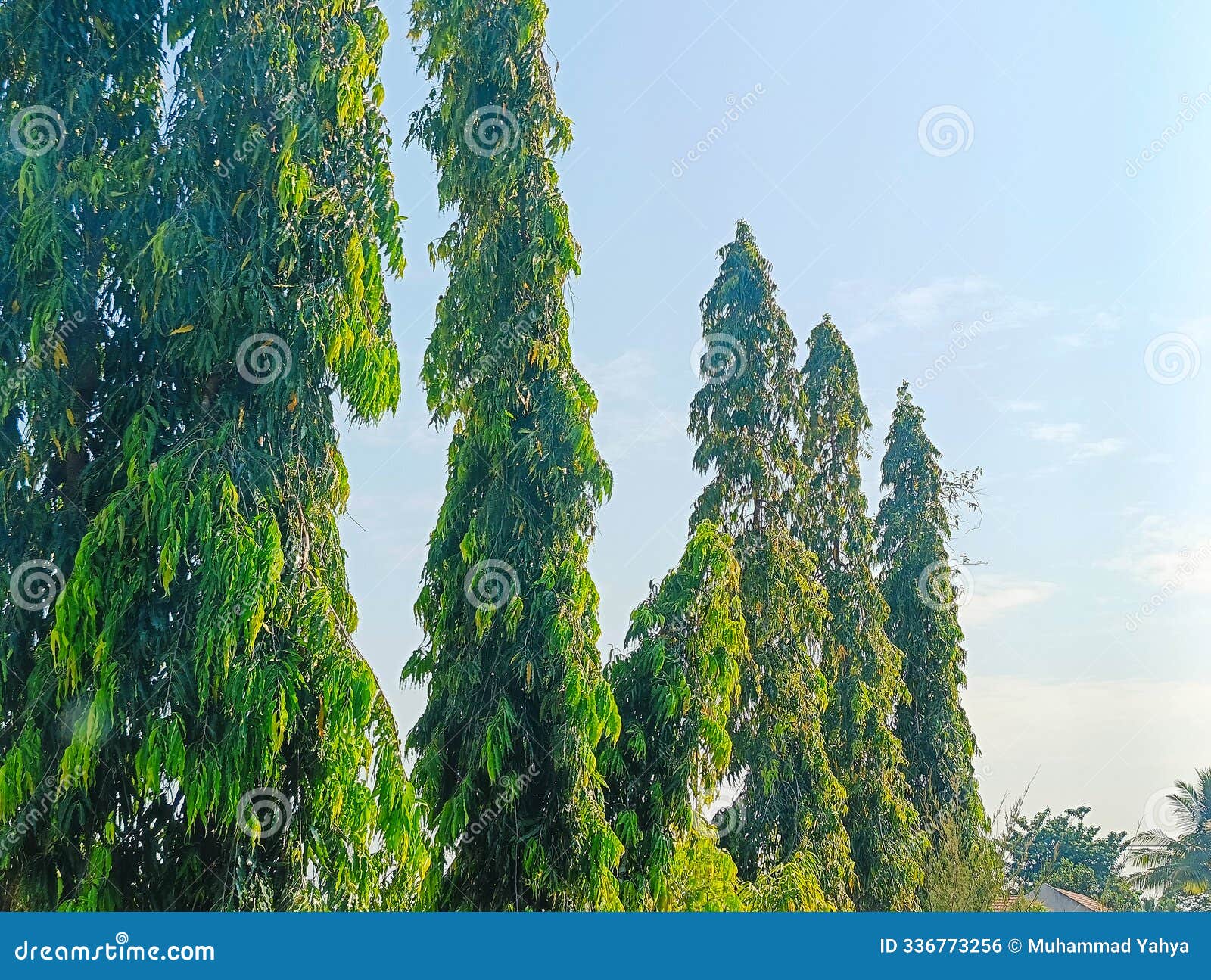 Row of Pine Trees, Blue Sky Background Stock Photo - Image of ...