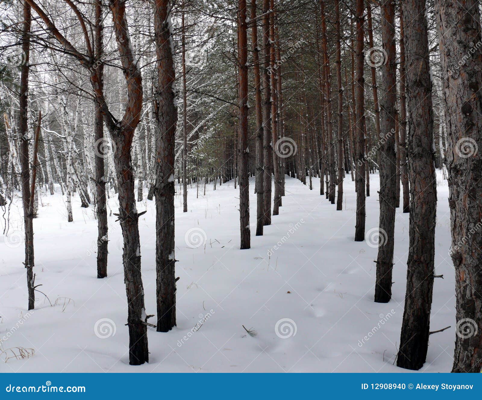 Rows of Pine-trees in Forest Stock Photo - Image of clean, birch: 12908940
