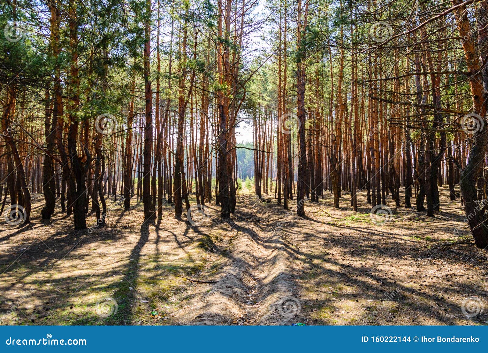 Rows of the Pine Trees in a Forest Stock Photo - Image of leaf, branch ...