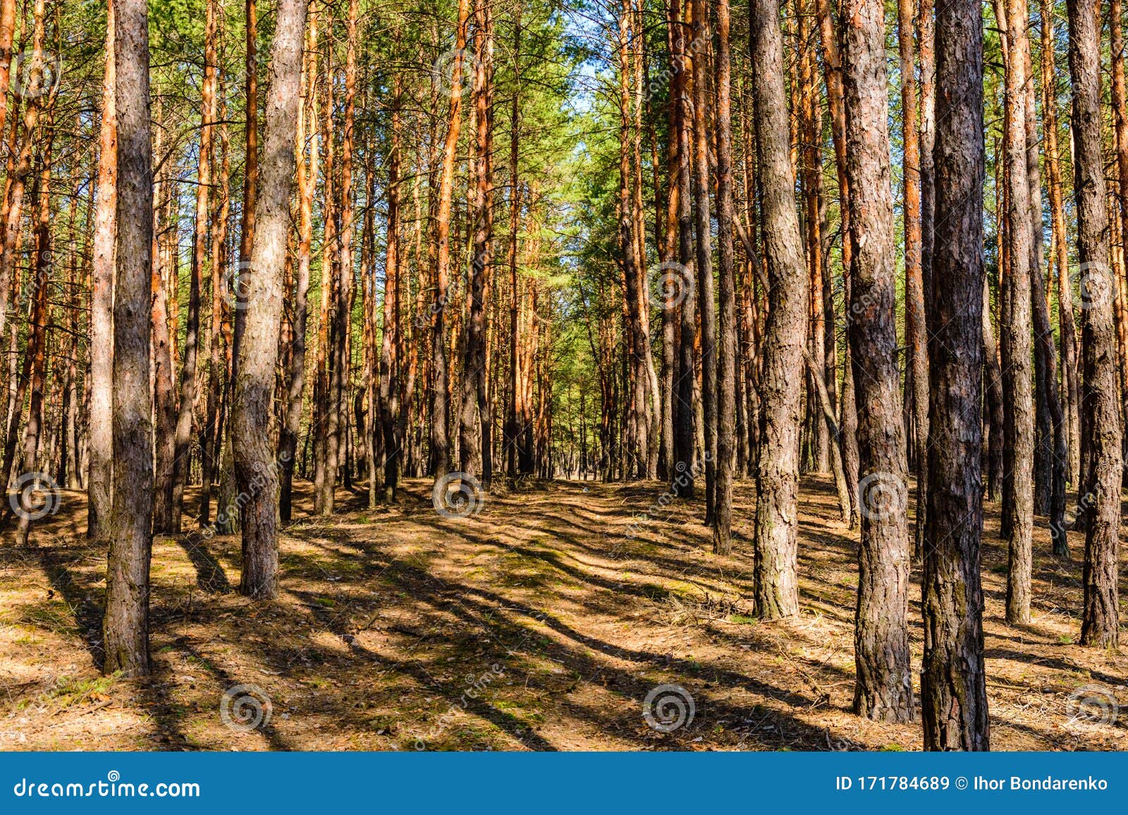 Rows of the Pine Trees in a Forest Stock Image - Image of high, ecology ...