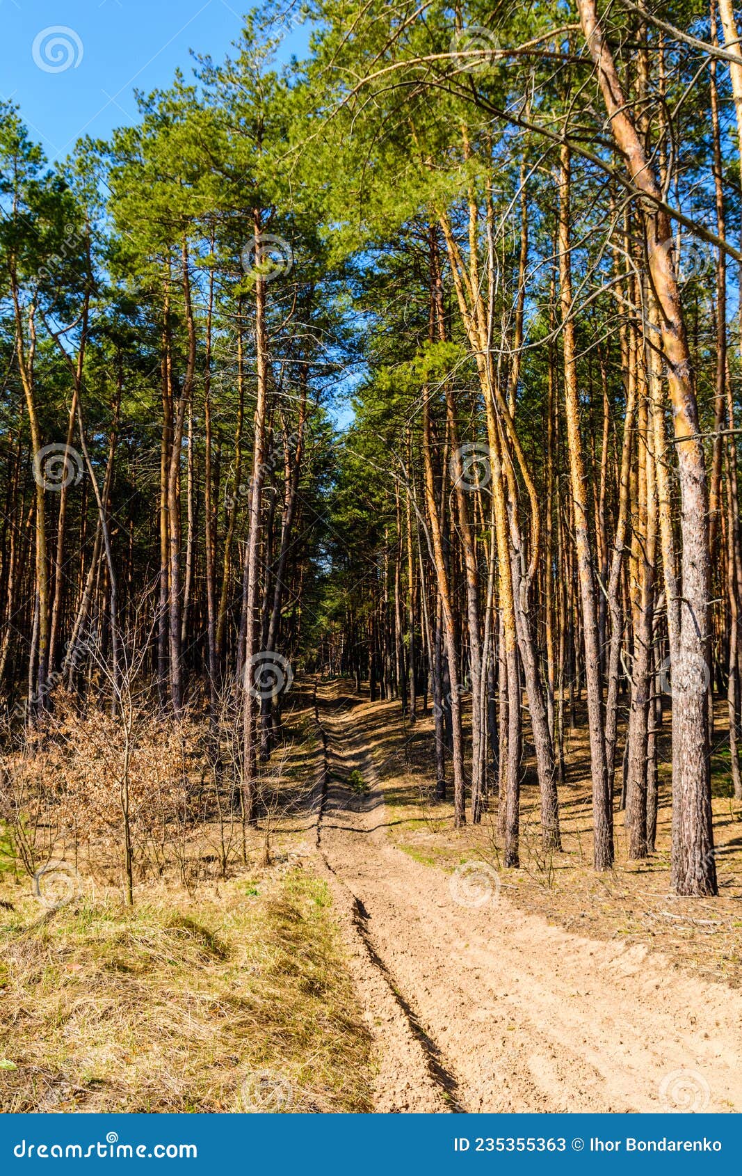Rows of the Pine Trees in a Forest Stock Image - Image of peaceful ...