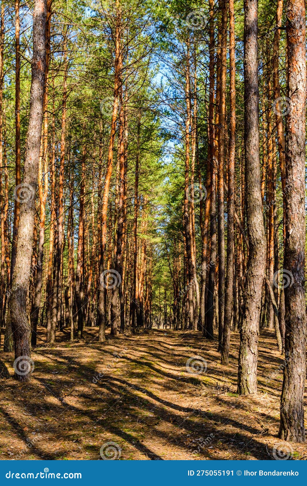 Rows of the Pine Trees in a Forest Stock Image - Image of peaceful ...