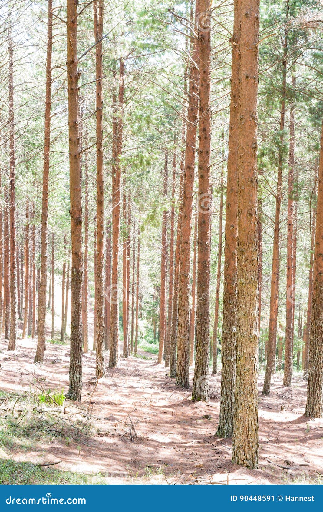 Rows of pine trees stock image. Image of south, africa - 90448591