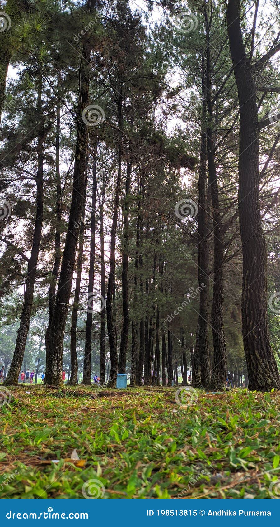 Rows of Pine Trees in a Park Stock Image - Image of wetland, green ...