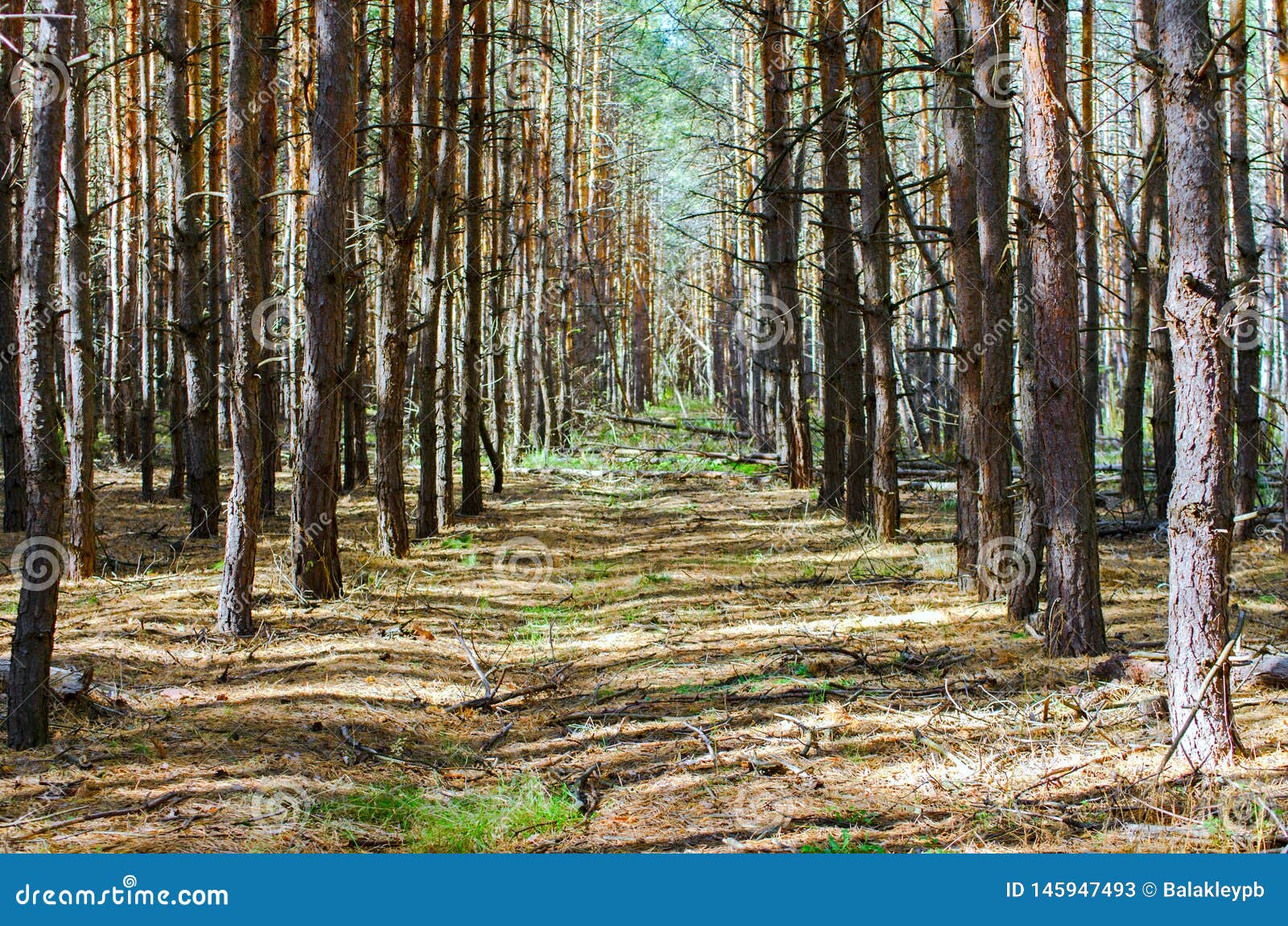 Rows of pine trees stock image. Image of branch, brown - 145947493