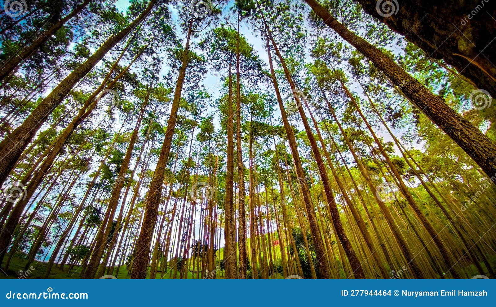 Rows of Pine Trees Soaring Upwards Stock Photo - Image of soaring ...