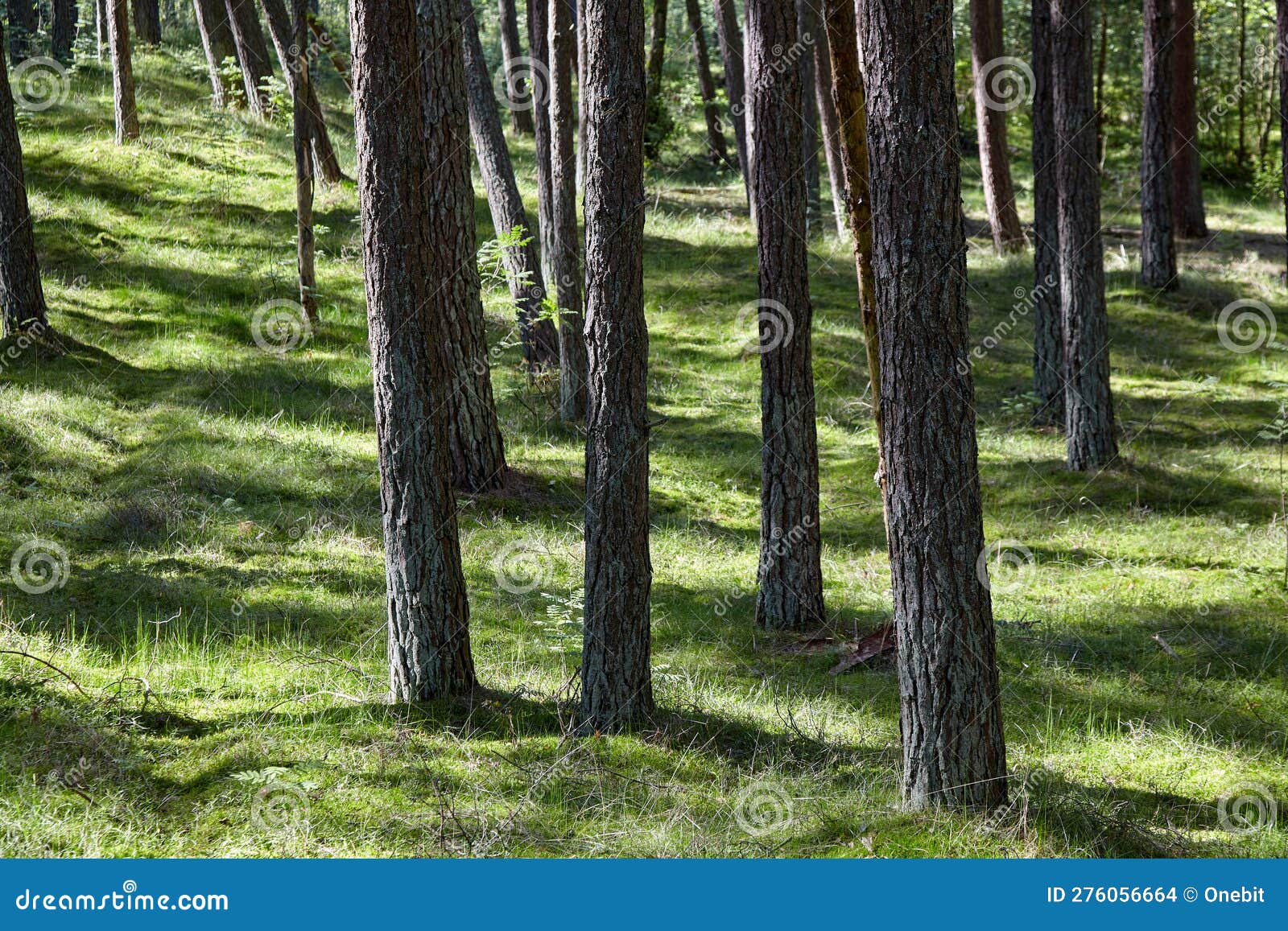 Rows of Pine Trees in a Sunny Forest on a Clearing with Green Grass ...