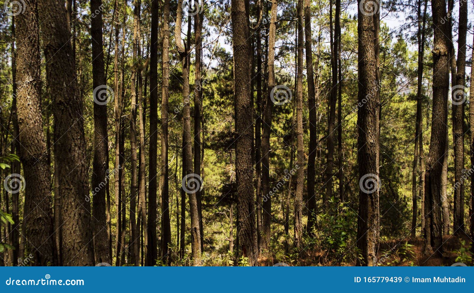 Rows of Pine Trees with Various Backgrounds Stock Image - Image of rows ...