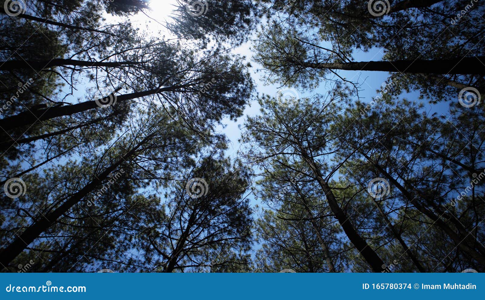 Rows of Pine Trees with Various Backgrounds Stock Photo - Image of ...