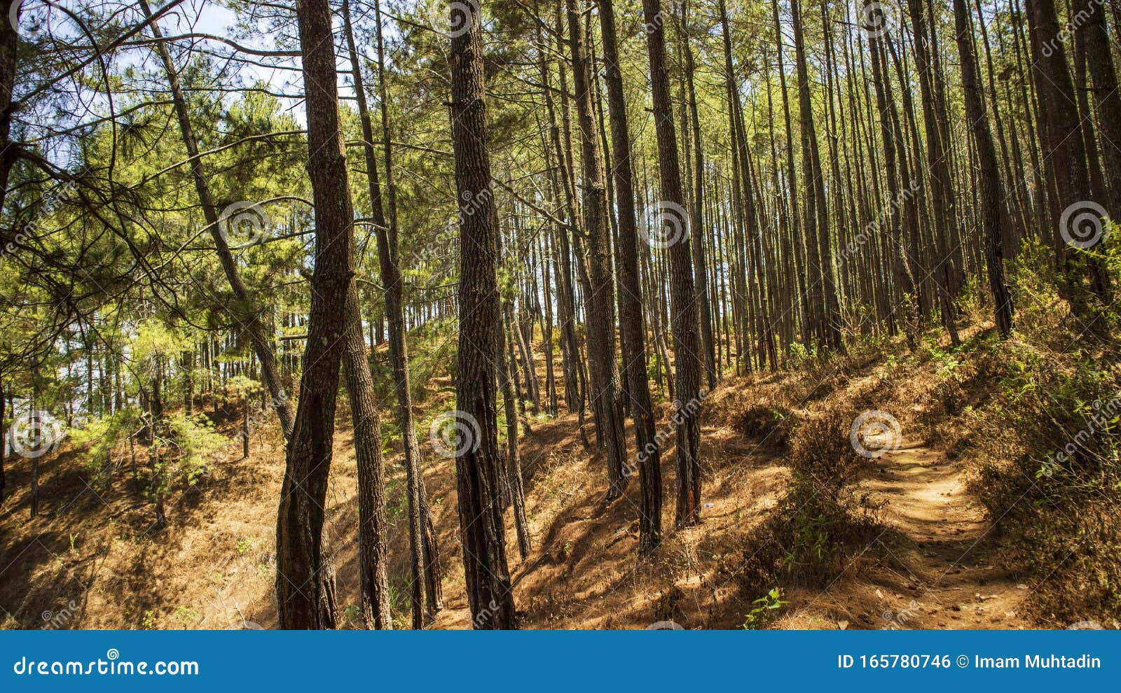 Rows of Pine Trees with Various Backgrounds Stock Photo - Image of ...