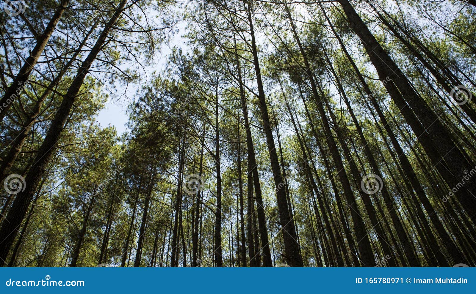 Rows of Pine Trees with Various Backgrounds Stock Image - Image of leaf ...