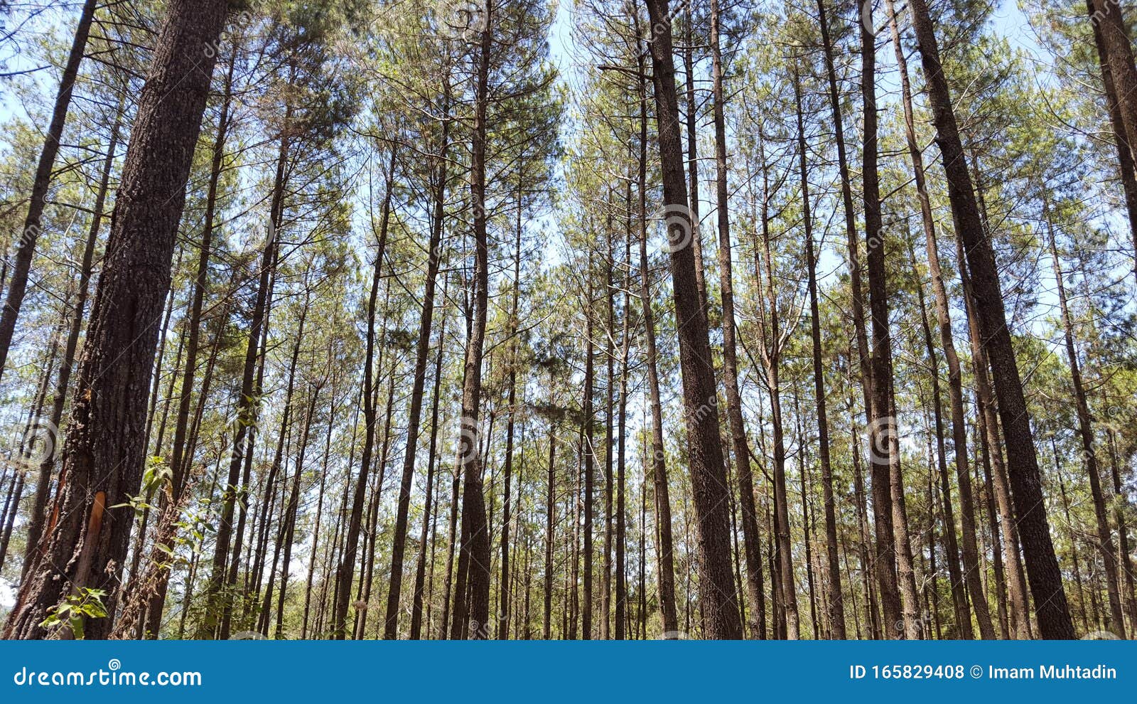 Rows of Pine Trees with Various Backgrounds Stock Photo - Image of ...