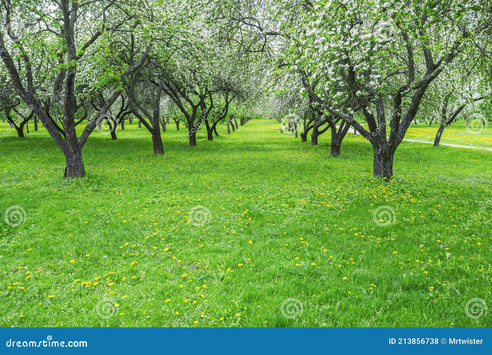 Rows of Planted Apple Trees in Blossoming Fruit Orchard Stock Photo ...