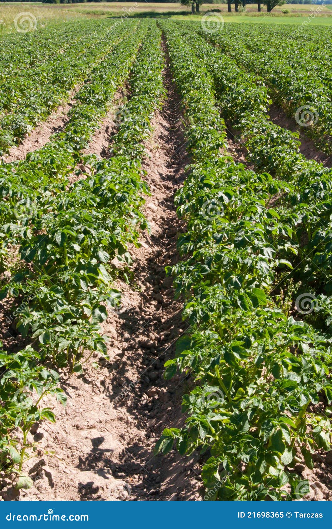 Rows of planted potatoes stock image. Image of field - 21698365