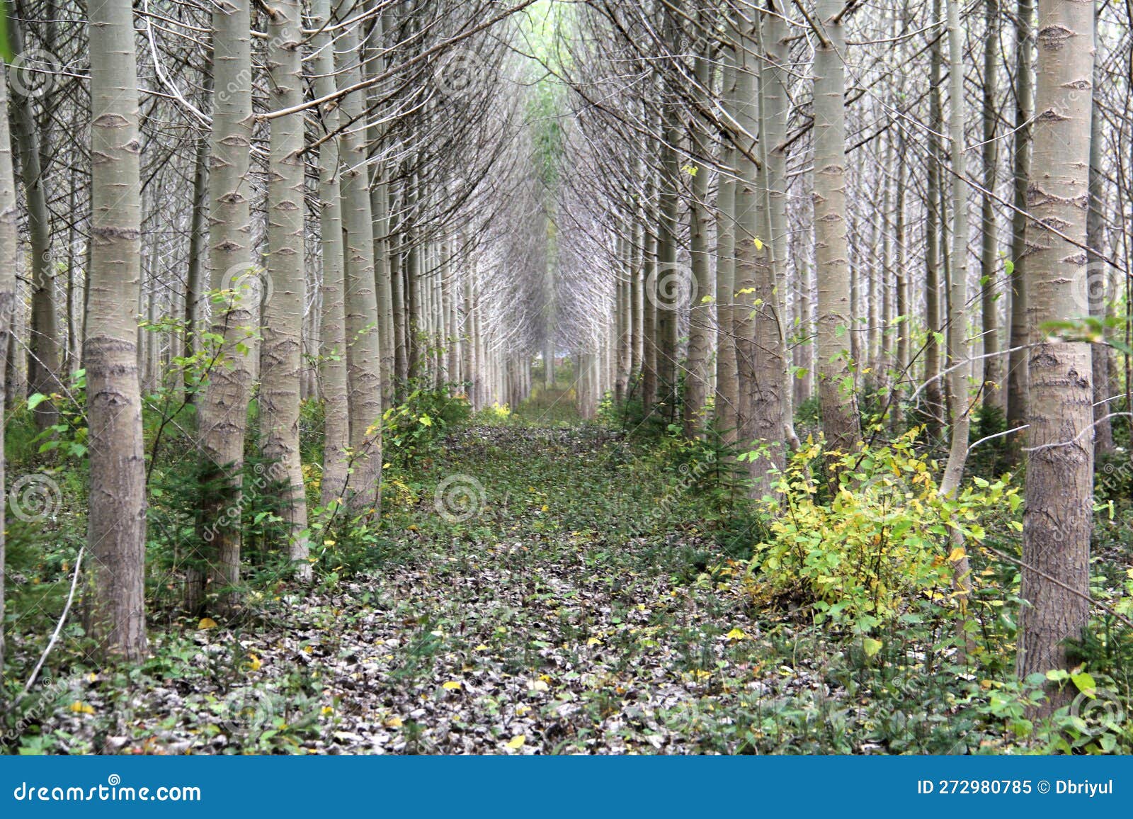 Rows of Planted Trees on a Long Strech Stock Image - Image of fall ...