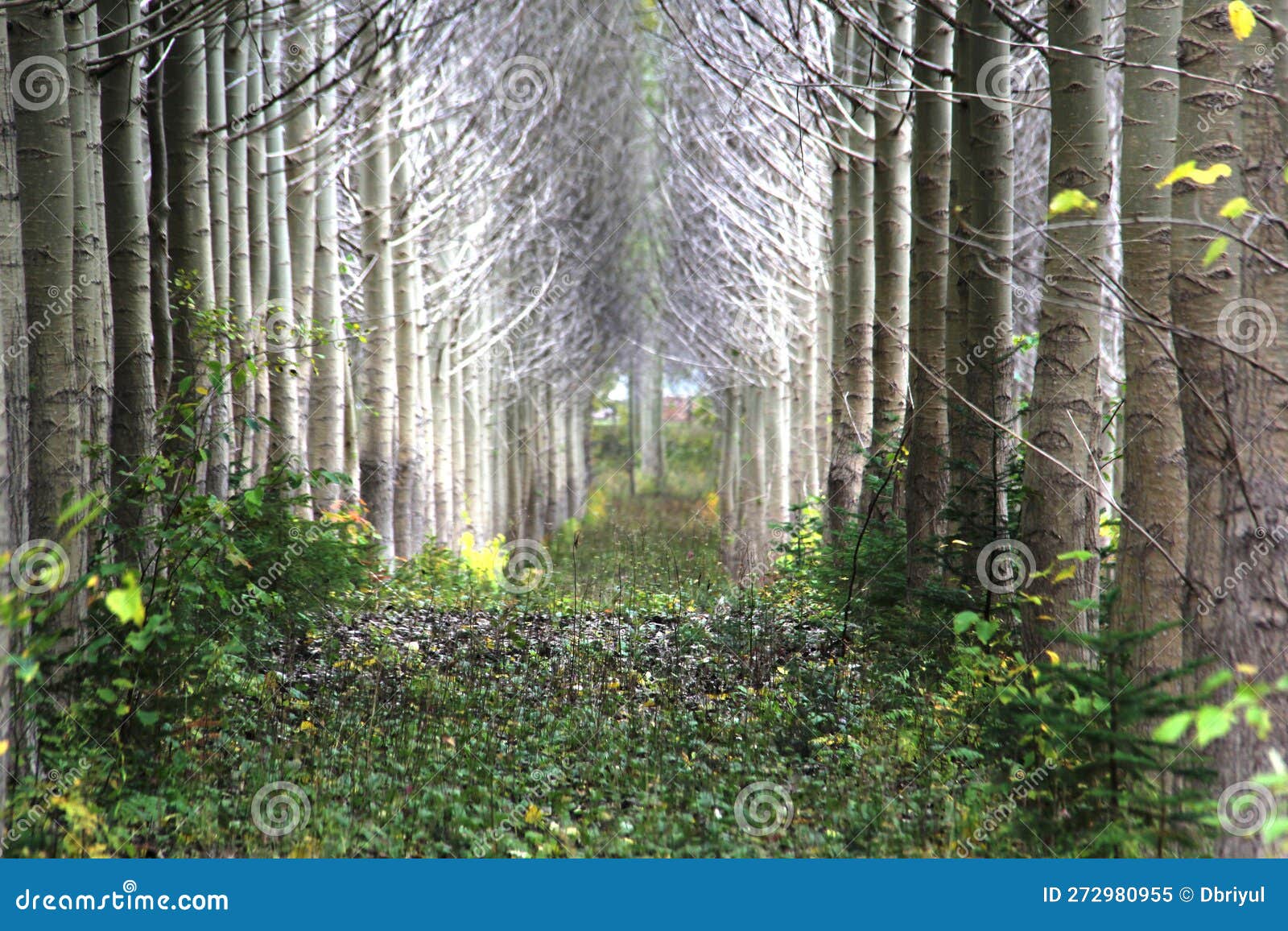 Rows of Planted Trees on a Long Strech Stock Image - Image of long ...