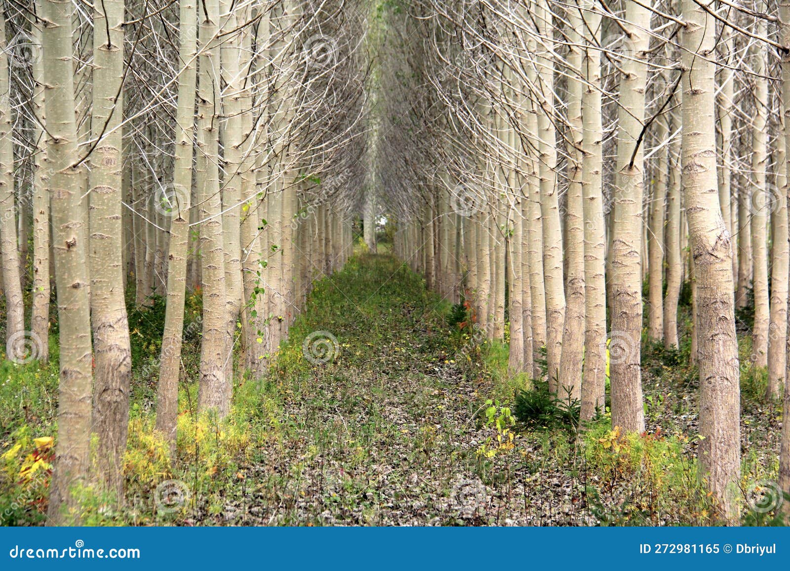 Rows of Planted Trees on a Long Strech Stock Image - Image of long ...