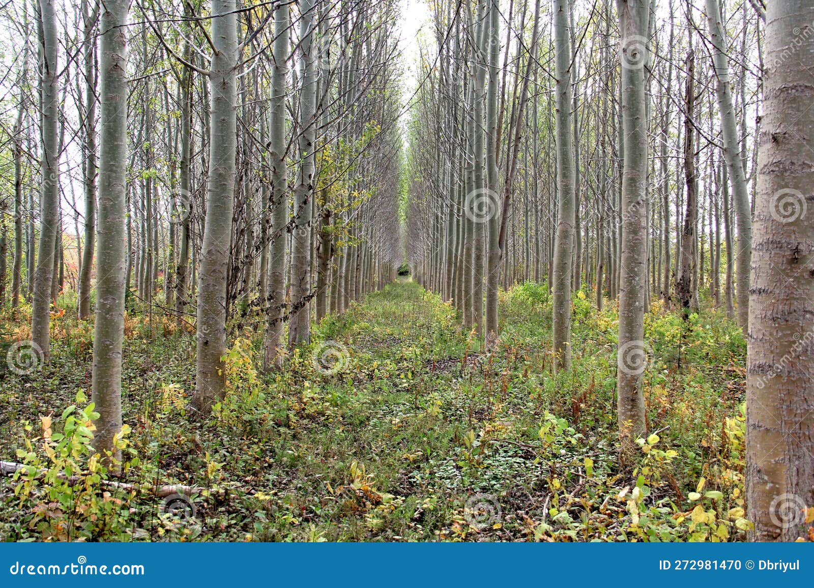 Rows of Planted Trees on a Long Strech Stock Photo - Image of forest ...