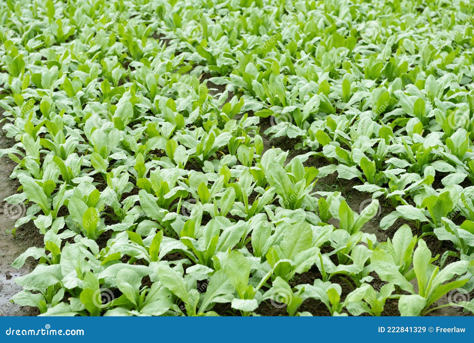 Rows of Planted Vegetable at Horizontal Composition Stock Image - Image ...