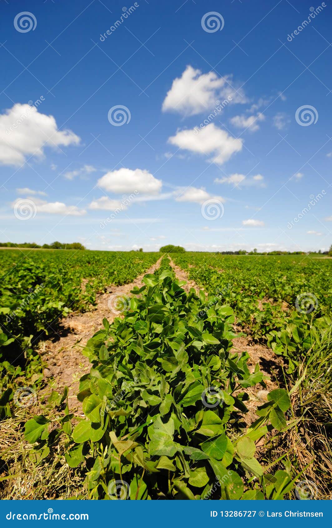 Rows of plants stock image. Image of farming, grow, farmland - 13286727