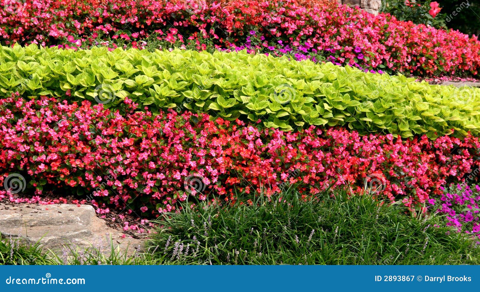 Rows of Plants stock image. Image of nature, bouquet, blossoming - 2893867