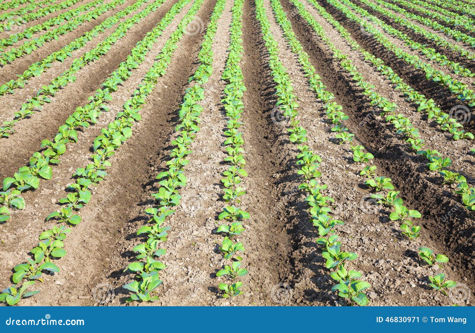 Rows of Plants in a Cultivated Farmers Stock Image - Image of rural ...