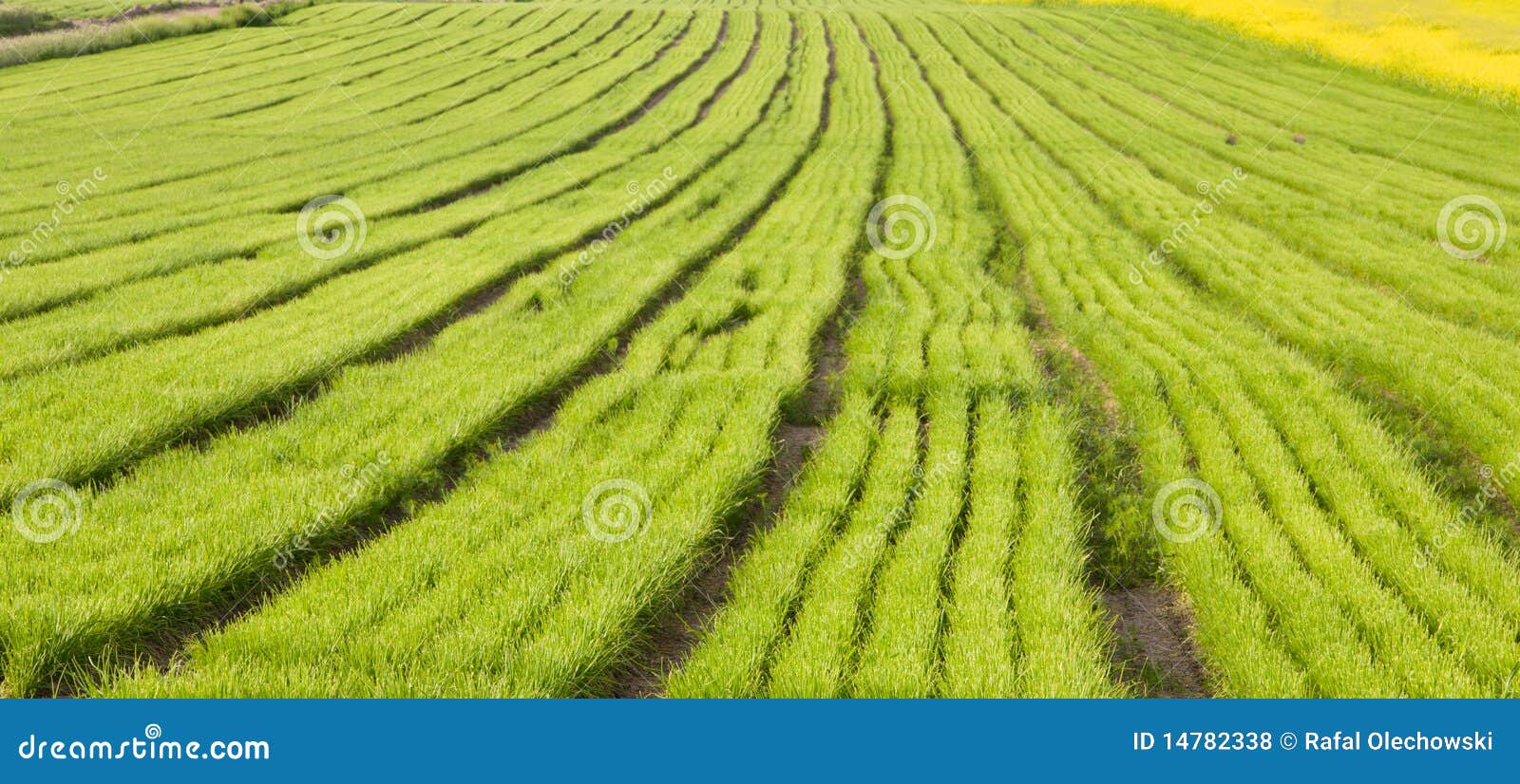Rows of Plants on Cultivated Field Stock Photo - Image of food, farm ...