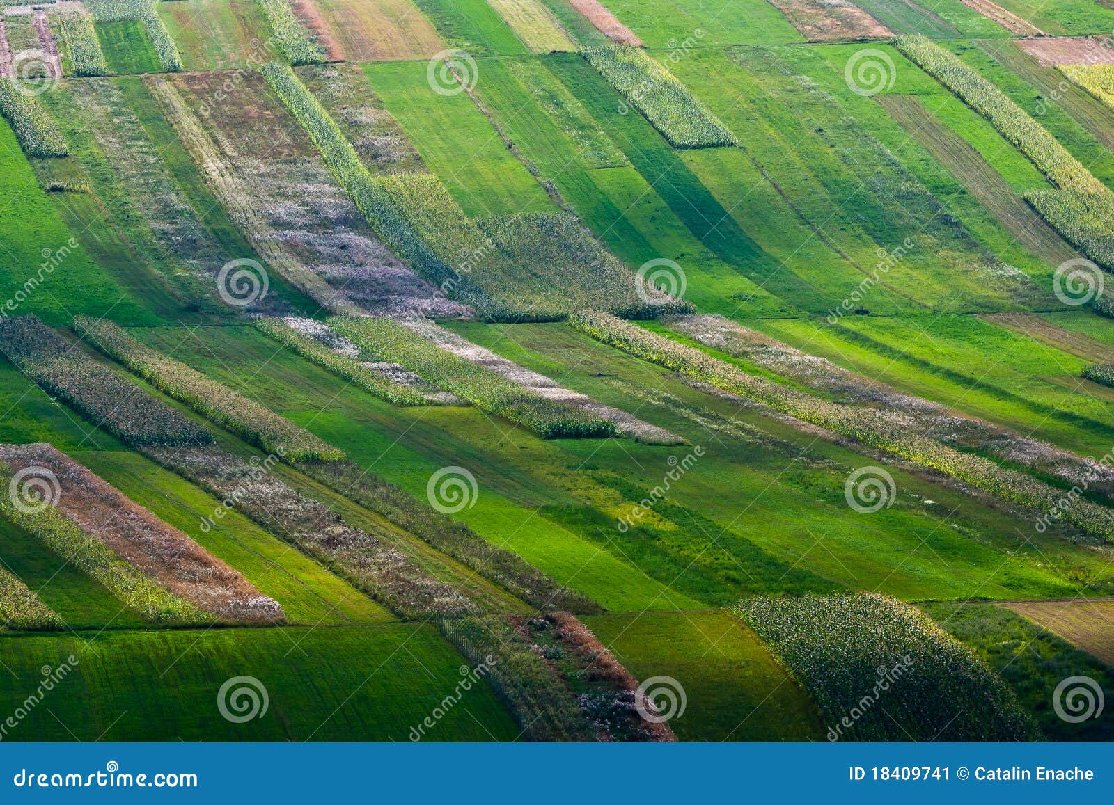 Rows of Plants in a Cultivated Field Stock Image - Image of landscape ...