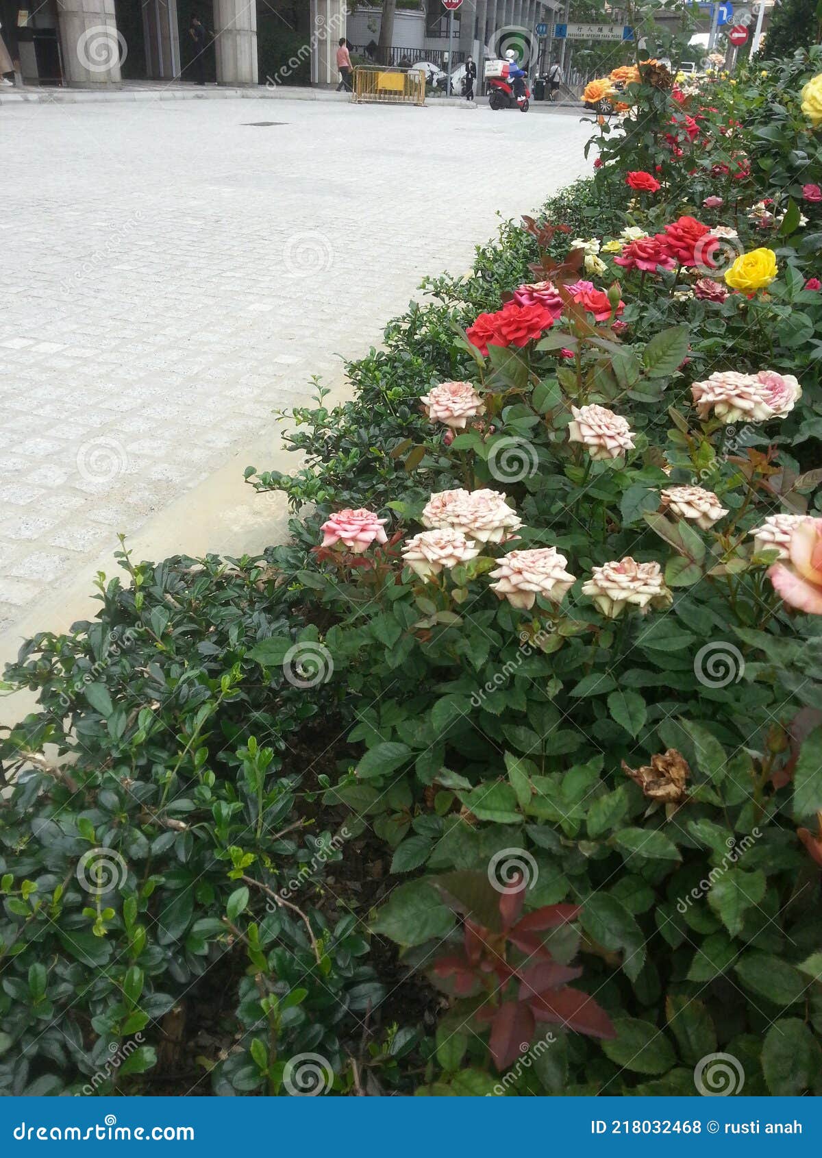 Rows of Plants on the Edge of this Path is Truly a Beautiful Garden ...