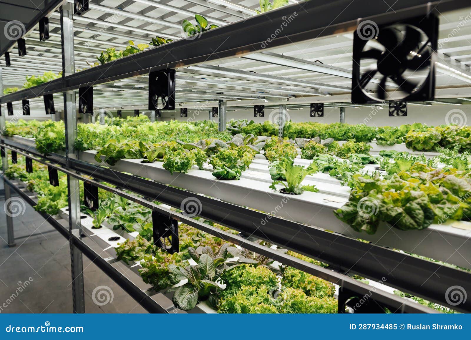 Rows of Plants on a Farm Grown by the Method of Hydroponics with ...
