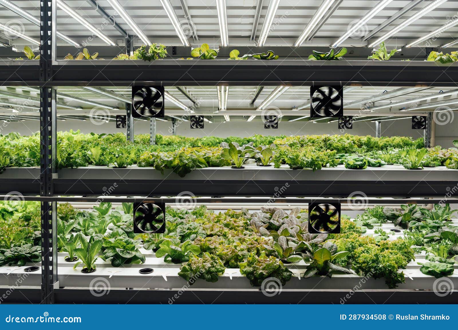 Rows of Plants on a Farm Grown by the Method of Hydroponics with ...