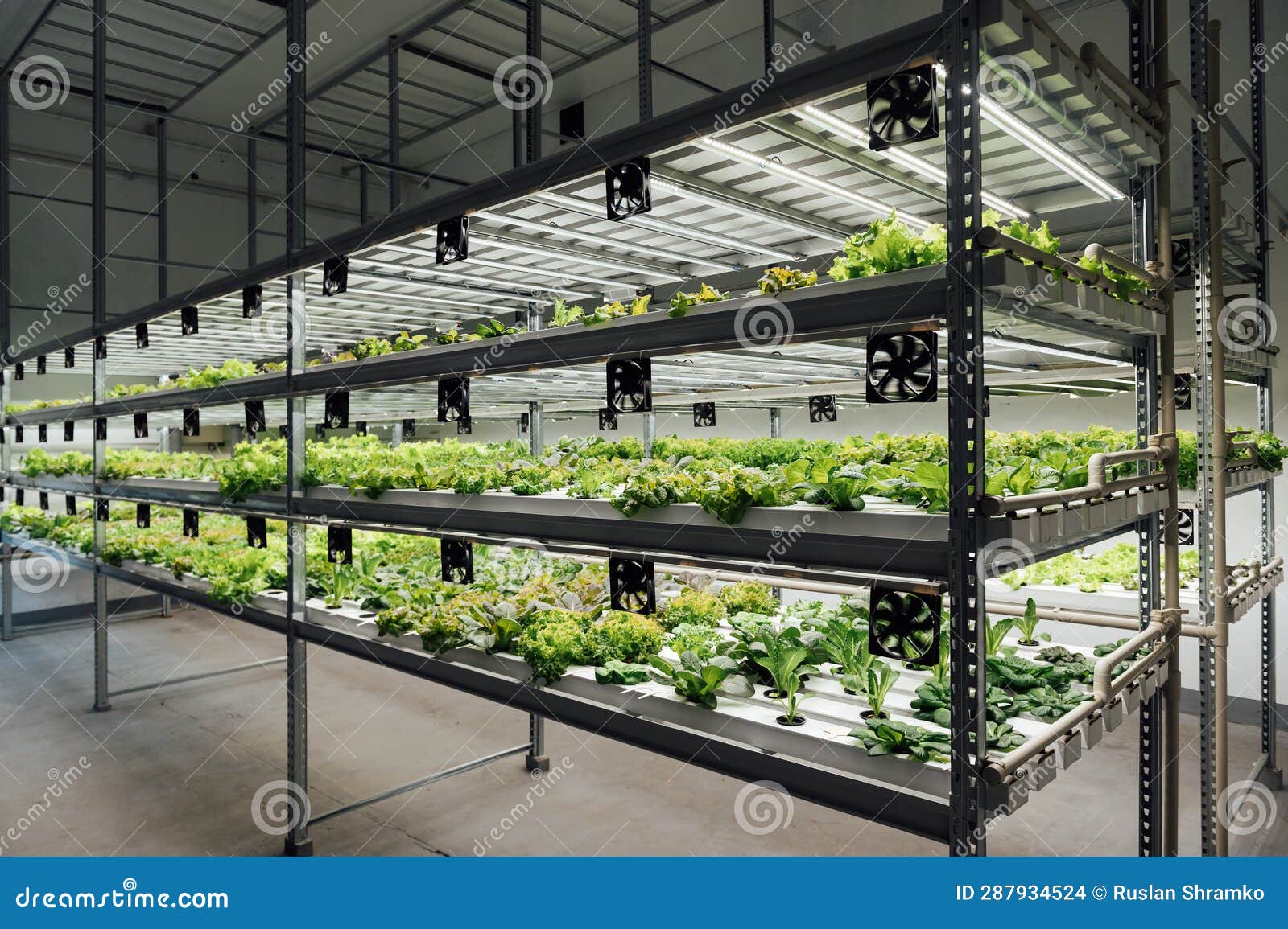 Rows of Plants on a Farm Grown by the Method of Hydroponics with ...