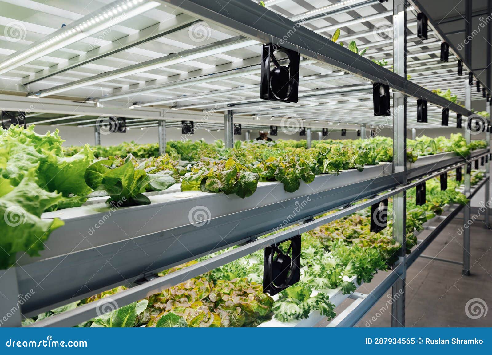 Rows of Plants on a Farm Grown by the Method of Hydroponics with ...