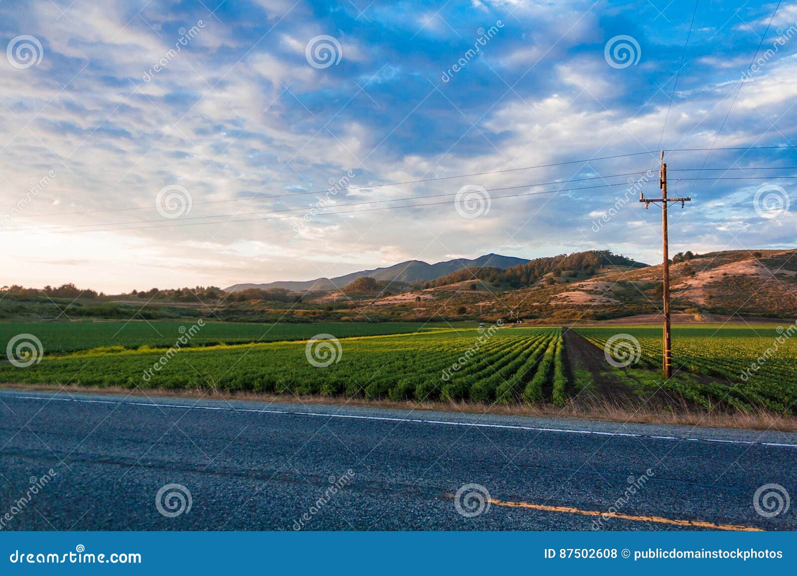 Rows Of Plants On Farm By Road Picture. Image: 87502608