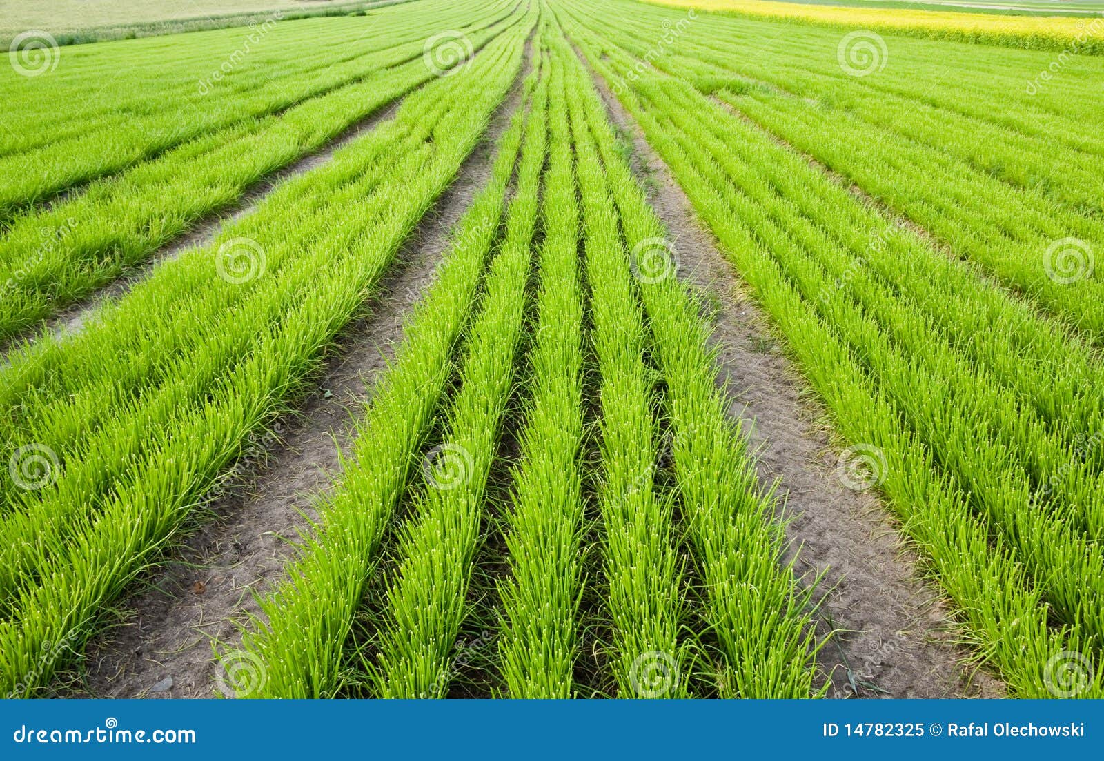 Rows of plants on field stock image. Image of landscaped - 14782325