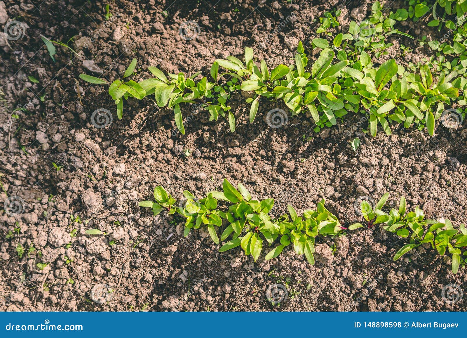 Rows of Plants in the Garden. View from Above Stock Photo - Image of ...