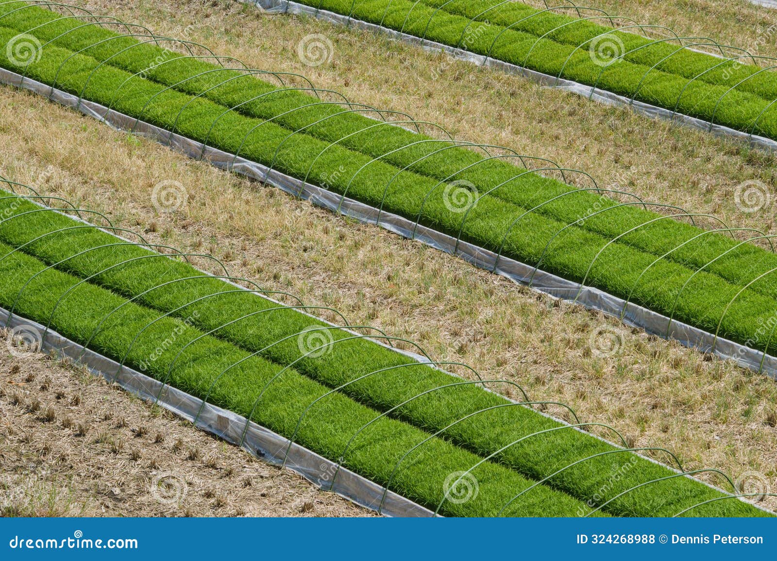 Rows of Plants in a Rice Paddy Stock Photo - Image of green, rice ...