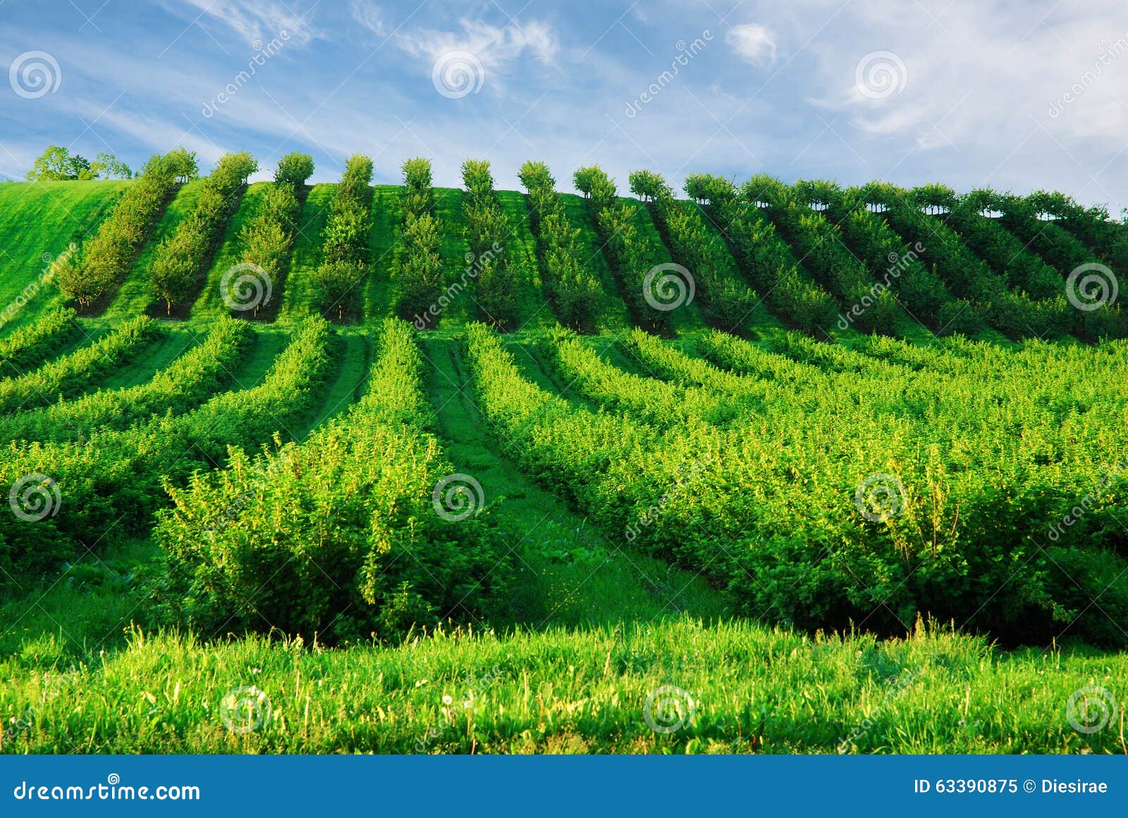 Rows of plants stock image. Image of fresh, rows, landscape - 63390875