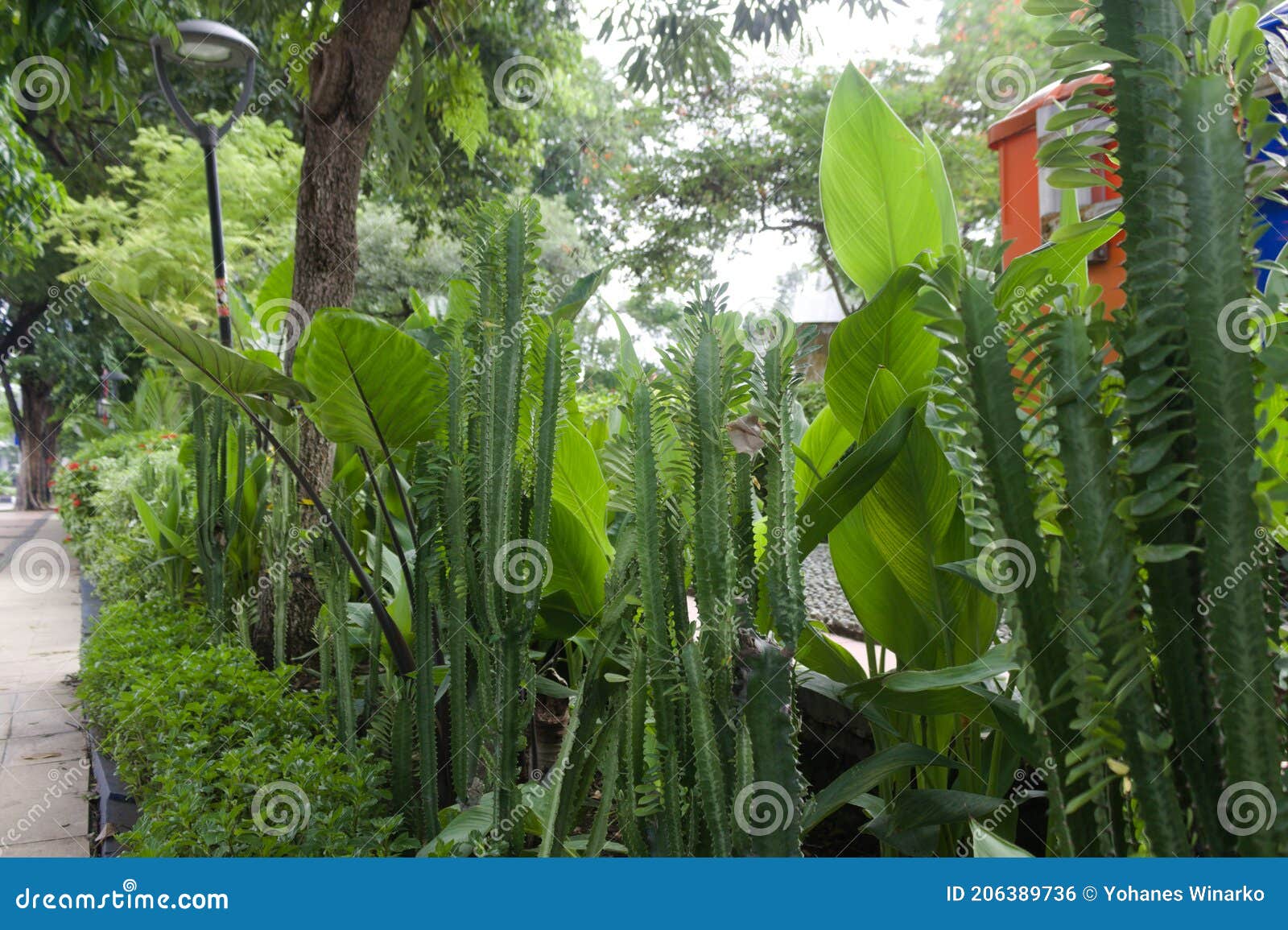 Rows of plants and trees stock photo. Image of tropics - 206389736